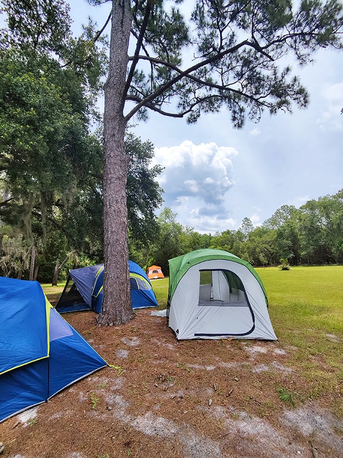 Camping under towering pines, where the night symphony of crickets and distant spring waters lull you to sleep.
