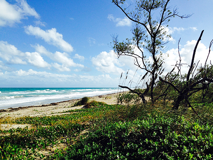 Nature still rules on stretches of Hutchinson Island, where coastal dunes protect pristine beaches from the modern world's constant buzz.