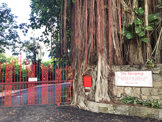The iconic red gate entrance to The Kampong stands sentinel beside an ancient banyan tree, its aerial roots creating nature's own welcome arch.
