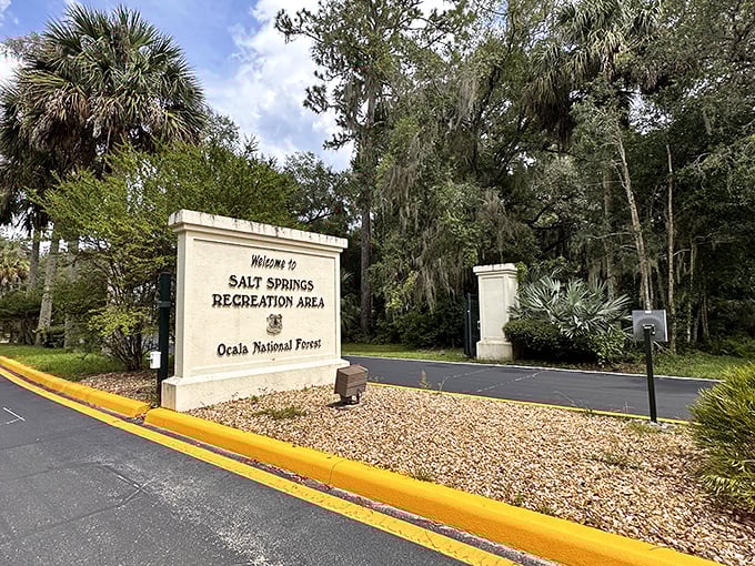 The gateway to serenity: Salt Springs Recreation Area welcomes visitors with the promise of natural wonders beyond the ordinary tourist experience.