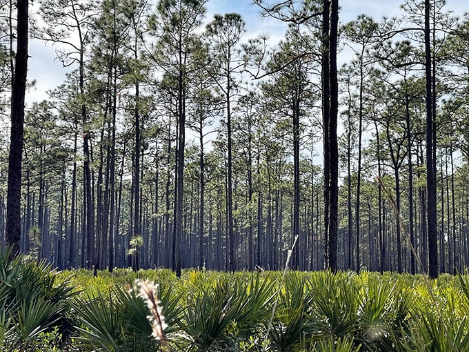 Towering pines create nature's cathedral in Big Shoals' upland forests, where dappled sunlight filters through like stained glass windows.