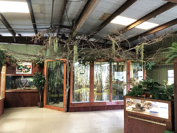 Step inside nature's cabinet of curiosities, where hanging vines create a jungle atmosphere perfect for displaying Florida's wildest legends and creatures.