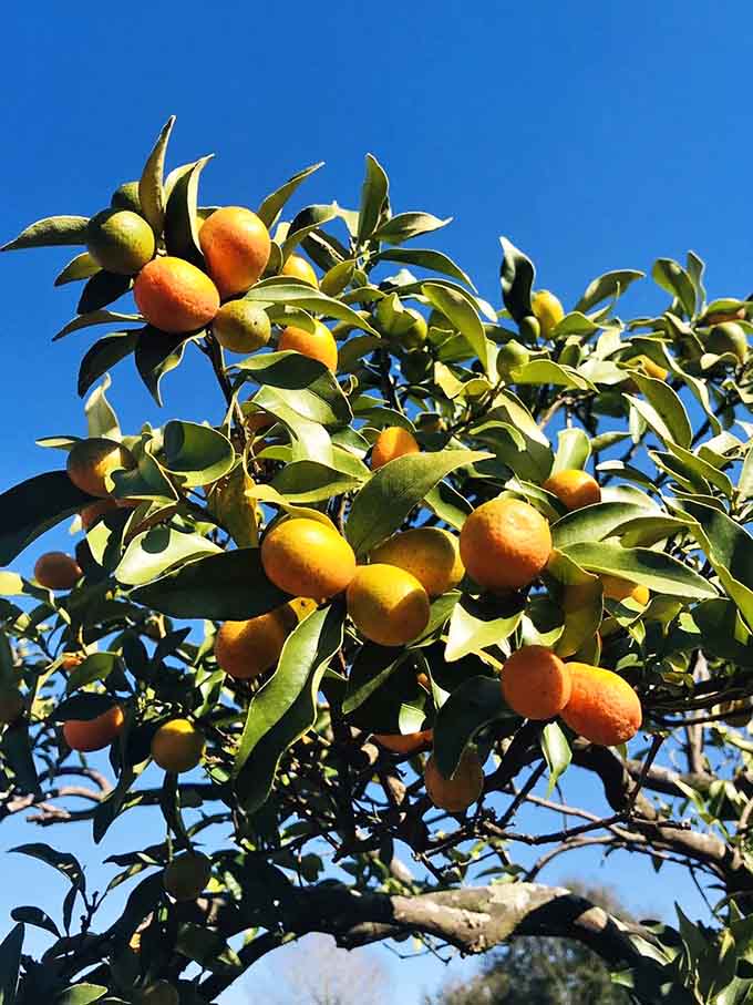 These kumquats are living their best life on the tree, soaking up Florida sunshine and preparing to surprise unsuspecting taste buds everywhere.