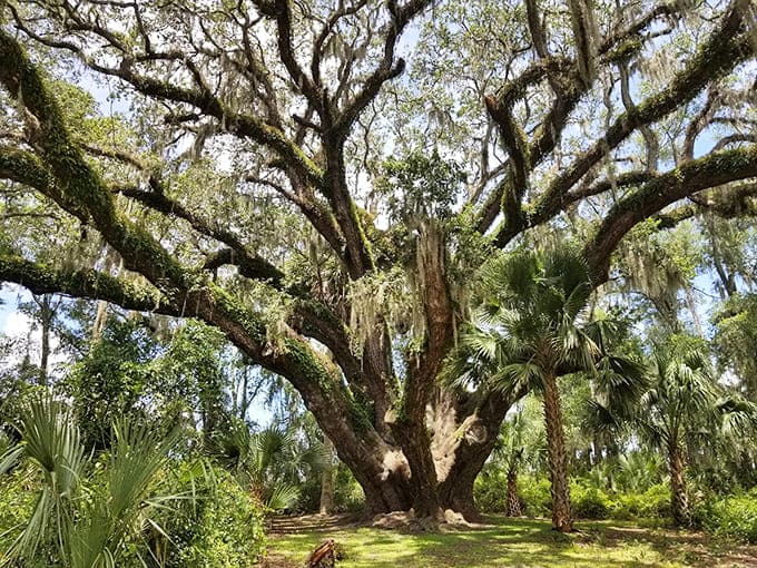 This oak tree has more character in one branch than most people develop in a lifetime, draped in Spanish moss like nature's own jewelry.