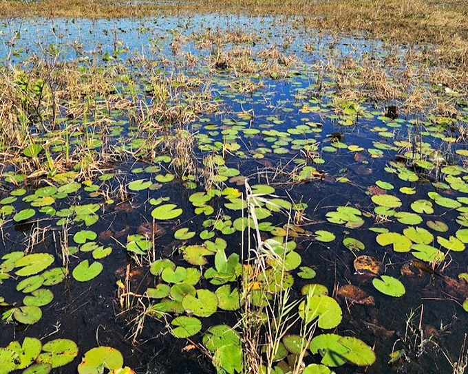 Nature's masterpiece: lily pads create a patchwork quilt across Lake Okeechobee's surface, like stepping stones for the imagination.
