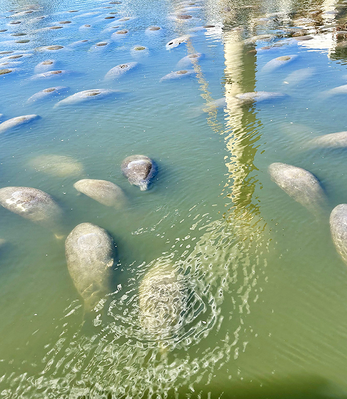 Manatees gather like gossiping neighbors at the underwater hot spot, their gentle forms creating ripples in the crystal-clear waters.