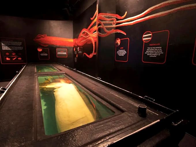 The exhibit's dramatic lighting makes you feel like you've descended into the ocean's twilight zone without getting wet.