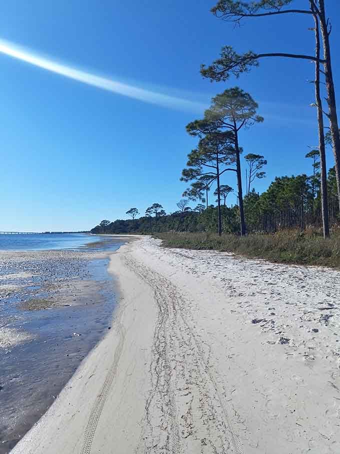 Where the forest meets the sound, creating the kind of peaceful shoreline that makes you forget your phone exists.