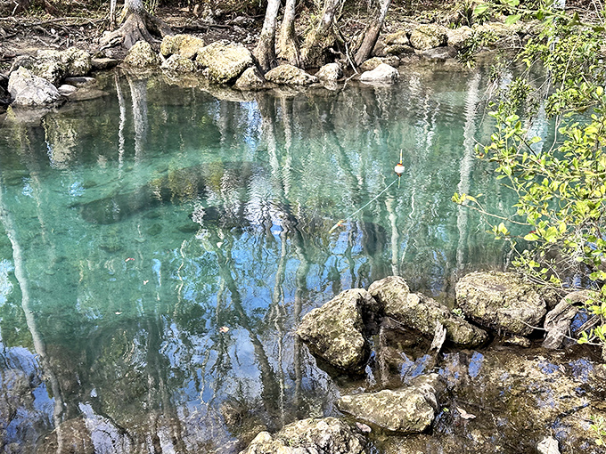 Nature's own infinity pool, where the limestone-filtered water creates a clarity that makes high-definition TVs seem downright blurry by comparison.