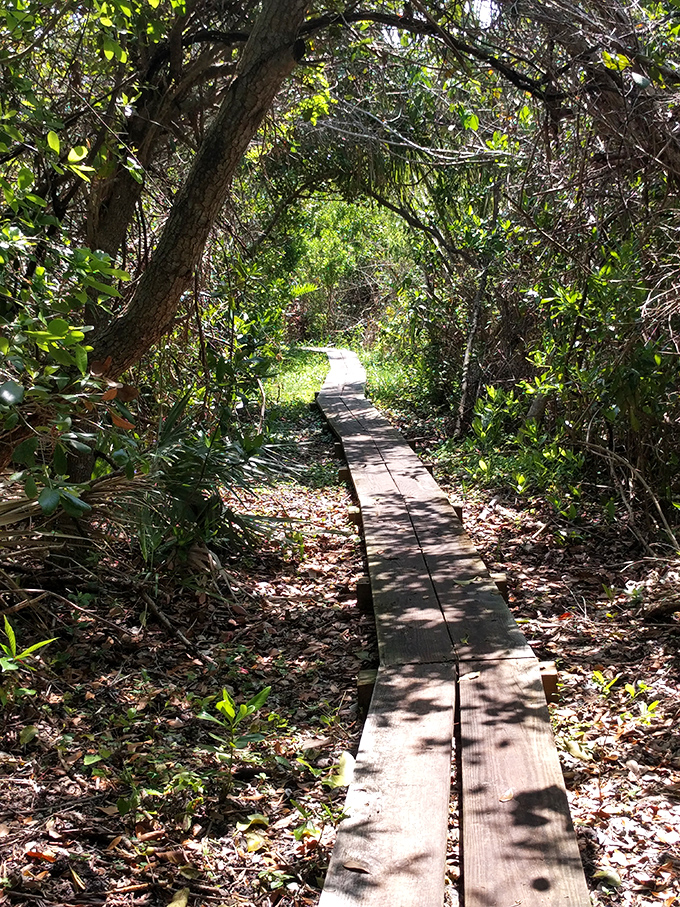 Nature creates the perfect archway along this wooden boardwalk trail. Walking here feels like stepping through a portal to Old Florida.