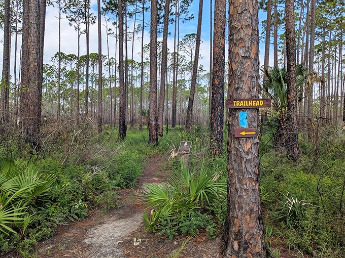 Follow the blue blazes through this pine paradise, where every turn on the trail promises a new Florida wilderness postcard moment.