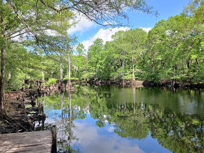 The Withlacoochee River flows with the confidence of someone who's never been in a hurry.