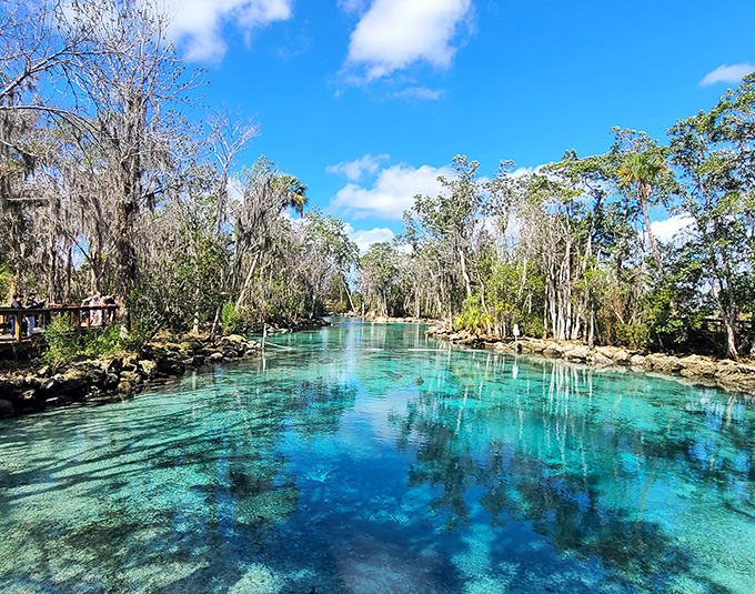 Three Sisters Springs showcases Mother Nature's talent for creating swimming pools &ndash; crystal blue waters framed by lush Florida greenery.
