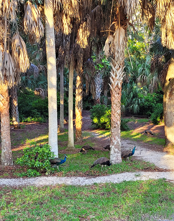 Nature's grand entrance &ndash; where sunlight dapples through ancient palms, creating a cathedral-like welcome to curious visitors.