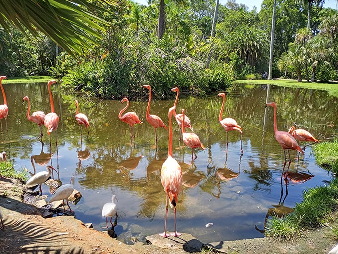 Flamingo reflections create a double dose of pink that would make even Barbie say, "Whoa, dial it back a notch."