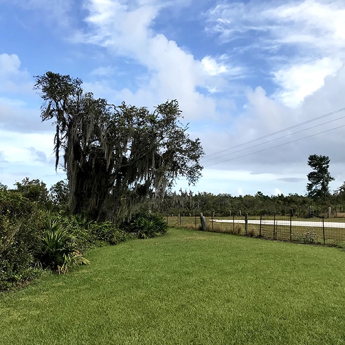 Spanish moss drapes dramatically from ancient oaks, nature's own decorating service creating the perfect Florida ambiance without an interior designer's fee.