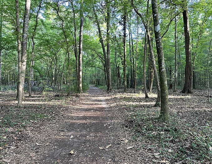 Sunlight dapples through the dense canopy, creating a magical forest scene straight out of a fairytale.