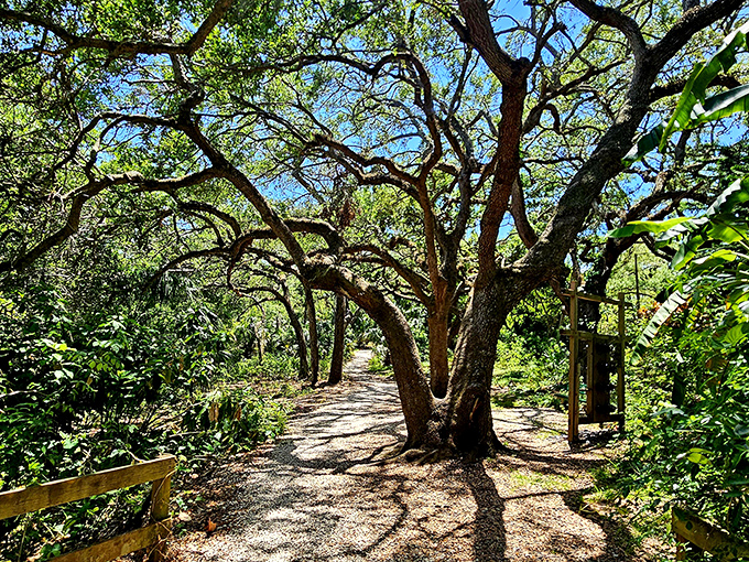 Ancient oak sentinels stand guard along the trails, their gnarled branches telling stories of centuries gone by.