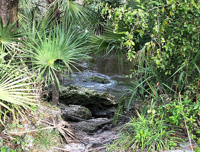 Nature's own meditation space: a hidden stream whispers secrets through palm fronds and moss-draped branches.
