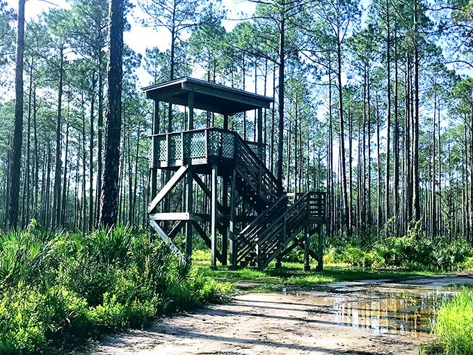 The observation tower offers a bird's-eye view of wilderness that stretches to the horizon &ndash; Florida as it was meant to be seen.