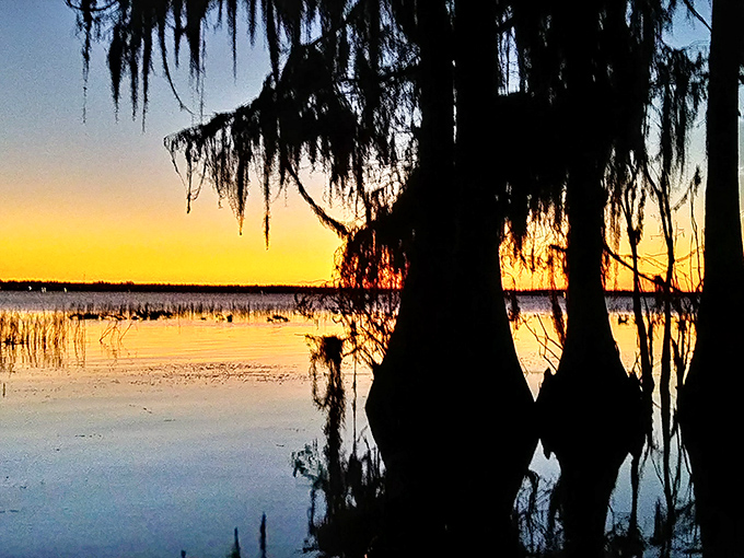 Sunset paints Lochloosa in golden hues, transforming cypress silhouettes into nature's cathedral spires against the evening sky.