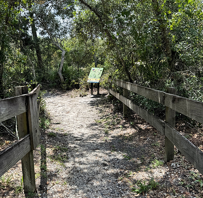 Nature's welcome mat unfurls along this wooden-fenced pathway, leading visitors into a world of ecological wonders.