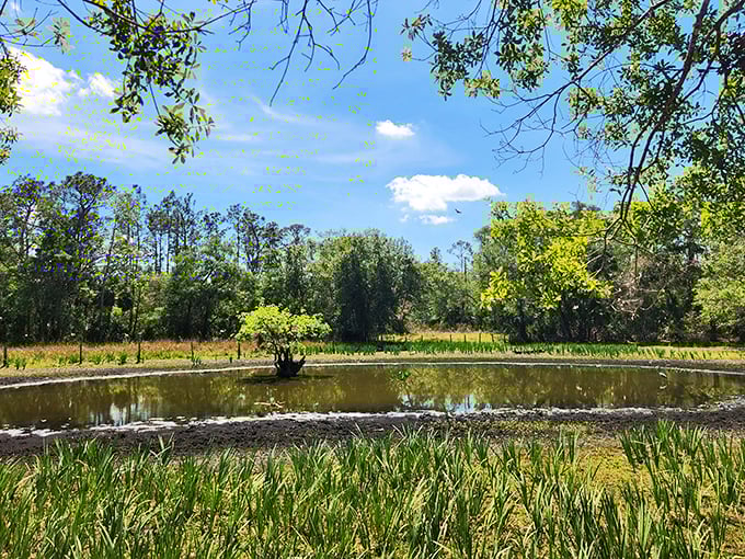 Mirror-like wetlands reflecting cloud-dotted skies create nature's perfect symmetry &ndash; no filter needed for this Instagram-worthy moment.