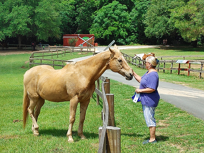Meeting this gorgeous horse at Mill Creek Farm! What a gentle beauty enjoying her peaceful Florida retirement.