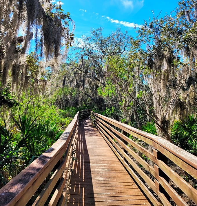Wooden boardwalks invite exploration through dense vegetation, offering glimpses of wildlife without disturbing their natural habitat.