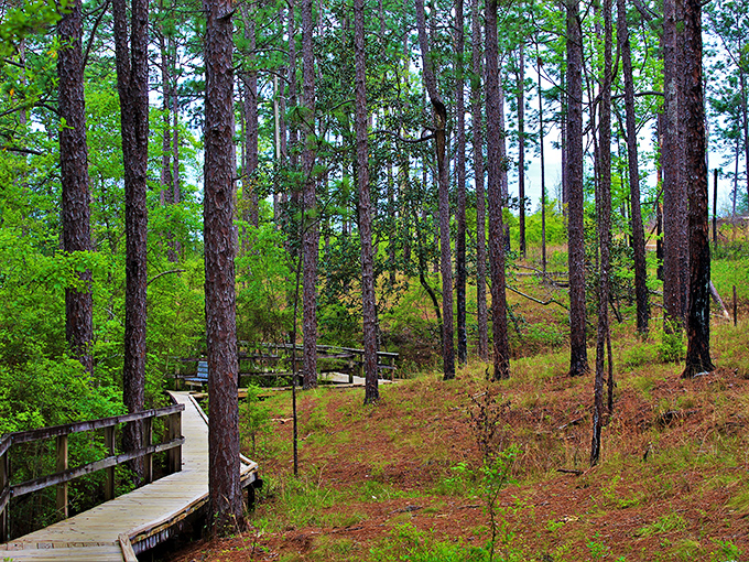 A wooden boardwalk extends across the coastal marshlands at Falling Waters State Park, inviting visitors to explore.