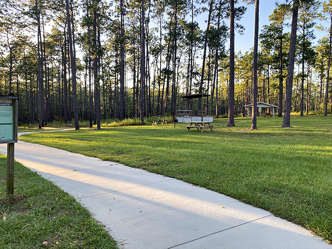 The lush vegetation at Falling Waters State Park surrounds a palm-lined path, creating a tropical atmosphere around Florida's tallest waterfall.