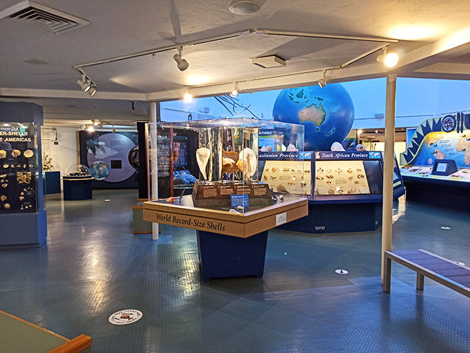 Step inside to discover a world-class collection where shells from across the globe are displayed in thoughtfully designed exhibits beneath a stunning blue Earth.