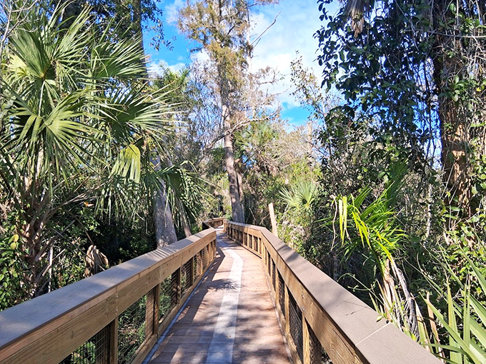 The Big Cypress Bend boardwalk invites visitors into a prehistoric-feeling swamp landscape where information signs help identify the unique plume birds.