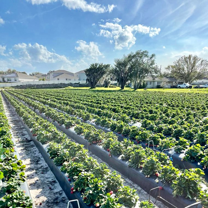 Neat rows of strawberry plants stretch across Plant City's fertile fields, ready for harvest during the February growing season.