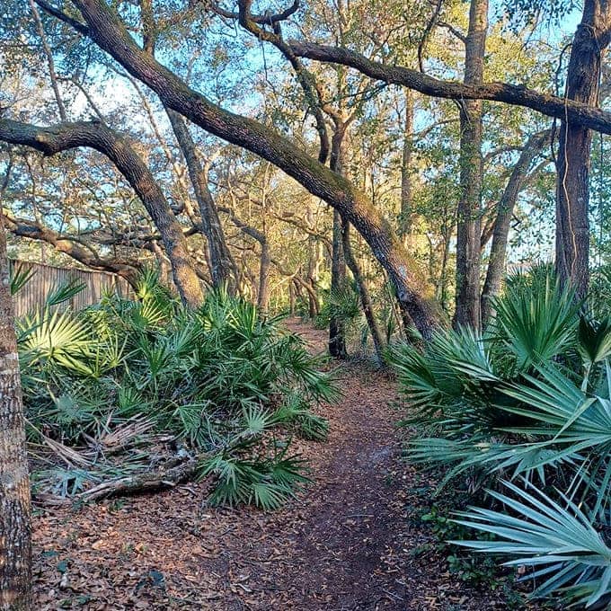 Sunlight filters through the canopy, creating a green tunnel that makes you forget civilization exists just miles away.