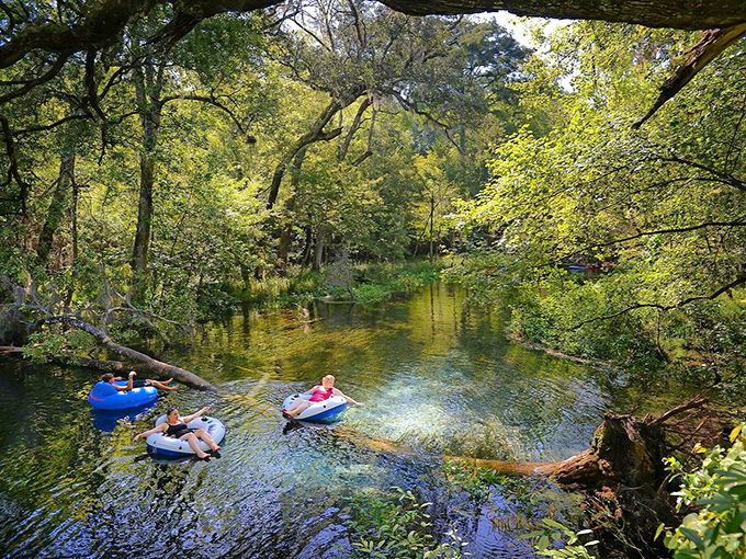 Tubers drift lazily through Ichetucknee's natural corridor, where sunlight filters through the canopy like nature's own spotlight show.