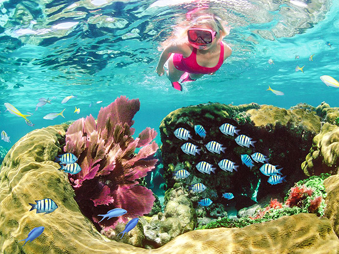 Diving into a living rainbow! A snorkeler explores vibrant coral formations teeming with striped sergeant majors and tropical fish. Key Largo's underwater gardens put most aquariums to shame.