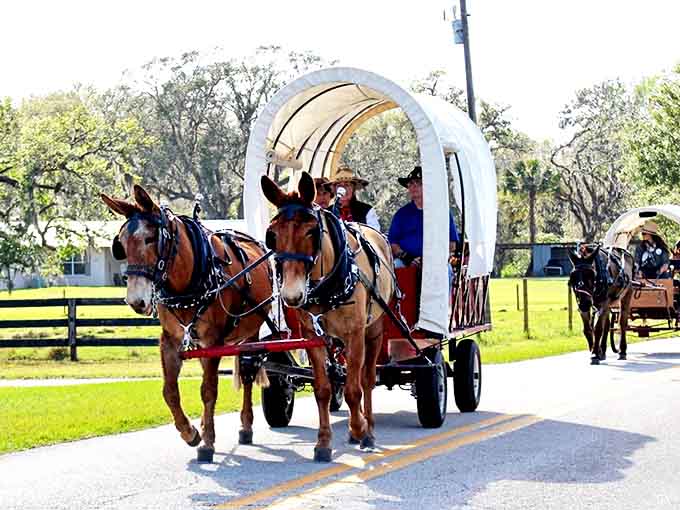 Horse-drawn wagons roll down country roads, bringing Florida's cowboy heritage to life in the most charming way possible.