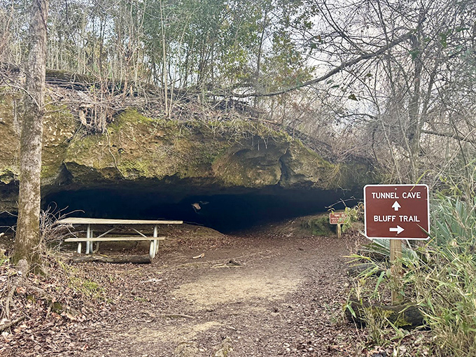 Welcome to Florida's unexpected underworld at Tunnel Cave. The entrance might look humble, but inside awaits a cool, mysterious realm of geological marvels.