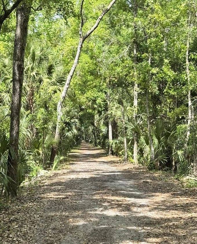 The Florida Trail stretches ahead like nature's own highway, minus the traffic jams and road rage.