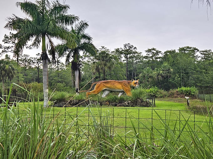 This majestic Florida panther statue reminds visitors that while the Skunk Ape remains elusive, the Everglades still hosts plenty of magnificent wildlife worth protecting.