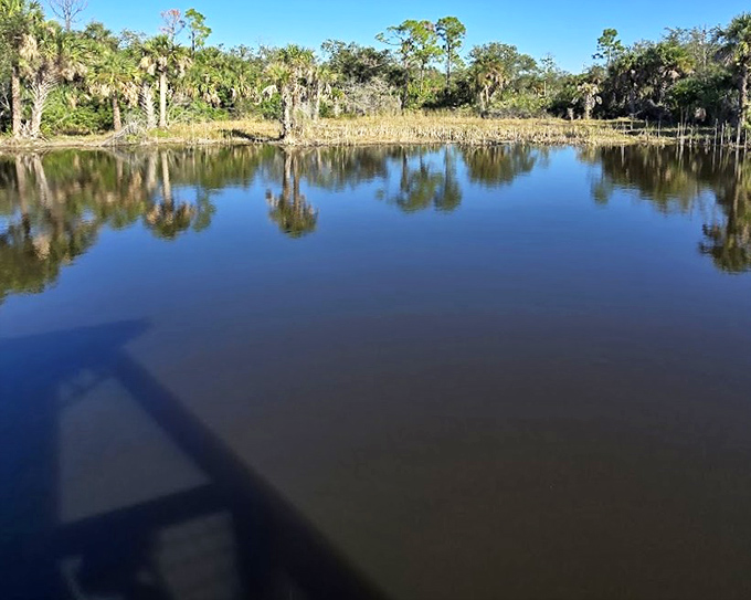This alligator pond isn't just water &ndash; it's prime reptilian real estate where prehistoric residents lounge like Florida retirees.