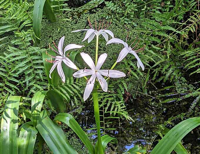 Delicate swamp lilies bloom with the confidence of flowers that know they're stunning, no Instagram filter required.