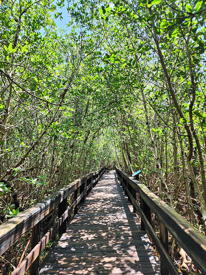 The wooden boardwalk cuts through dense mangrove forest, creating a magical tunnel where sunlight dapples through the leafy canopy.
