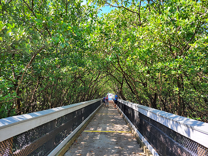 Nature's cathedral: Mangroves form a lush green tunnel along the boardwalk, dappling sunlight creating a magical passage to wildlife wonders.