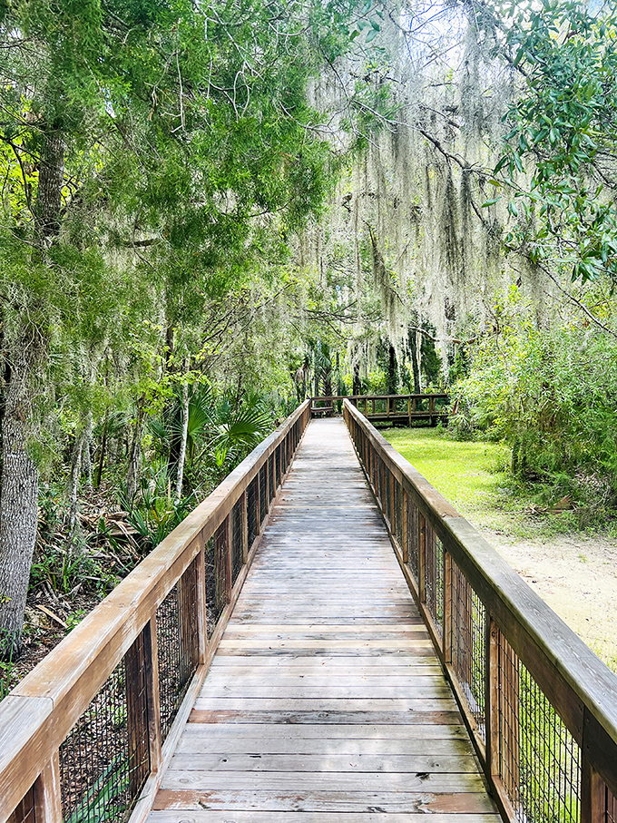The boardwalk beckons visitors through a cathedral of cypress and Spanish moss, like nature's own red carpet to the main attraction.