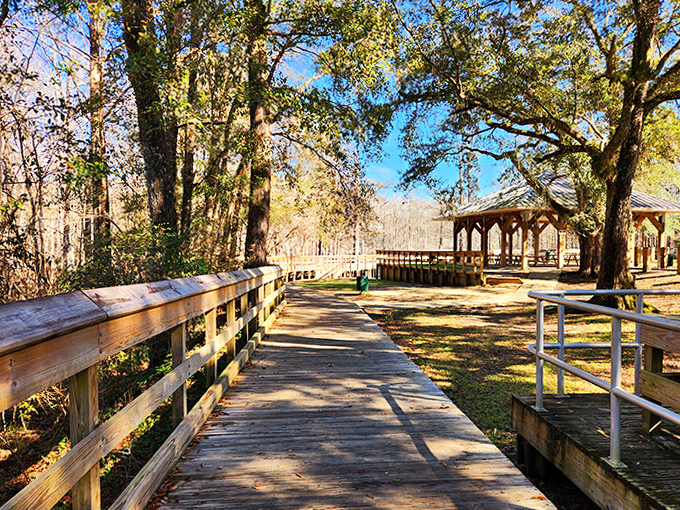 A wooden boardwalk guides visitors through this natural wonderland, offering panoramic views of Florida's pristine aquatic ecosystem.
