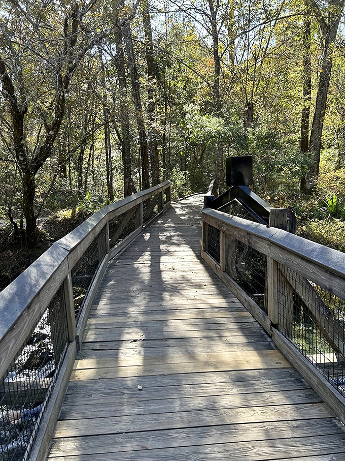 A wooden boardwalk winds through lush forest, leading adventurers to hidden natural treasures throughout the park.