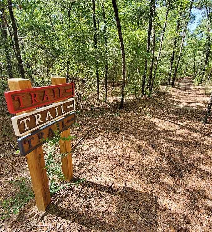 The trail system at Lakewood Park offers multiple routes through the forest, because even at Florida's highest point, you've got options for your leisurely stroll to the summit.