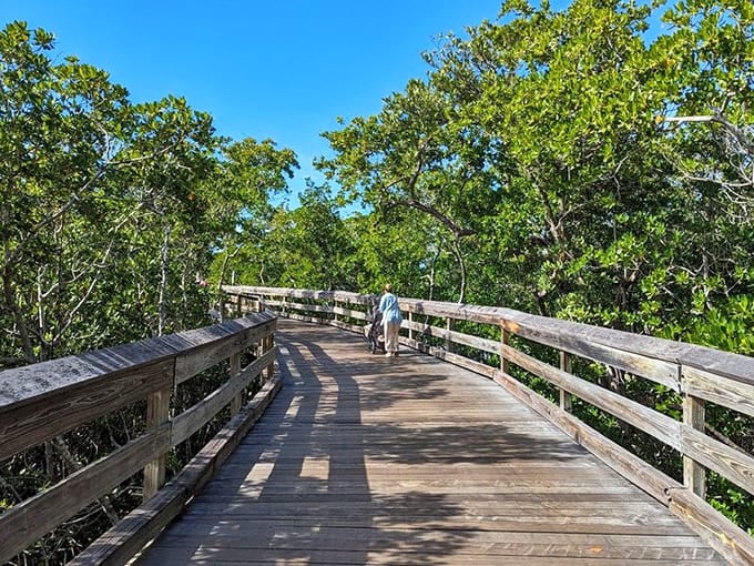 The elevated boardwalk transforms a simple walk into a journey through nature's own cathedral of mangroves and mystery.